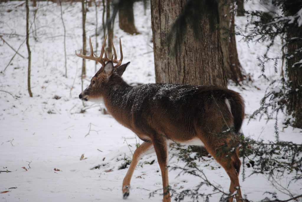 Deer day 2024: Southwestern counties are a hub of deer hunting passion ...